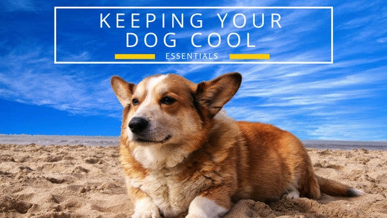 The Essential Guide to Protecting Your Dog This Summer Heat Wave ...