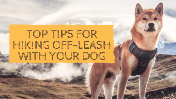 Top Tips for Hiking Off-Leash with Your Dog – Embark Harness Co.