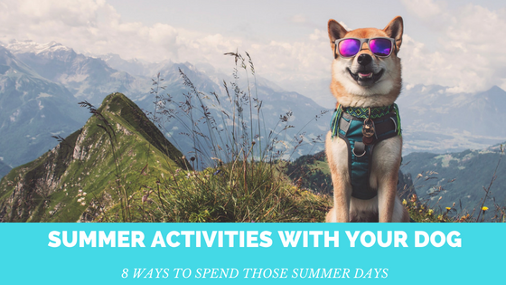 8 Fun and Safe Summer Activities To Do With Your Dog – Embark Harness Co.