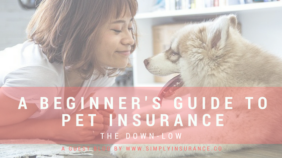 A Beginner's Guide to Pet Insurance – Embark Harness Co.