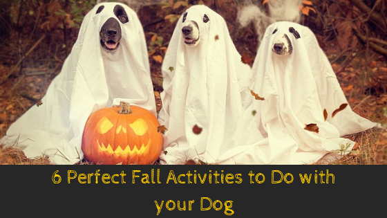 6 Perfect Fall Activities to Do with your Dog – Embark Harness Co.