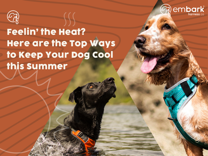 Ways to Keep Your Dog Cool This Summer: 7 Tips Every Dog Parent Should ...