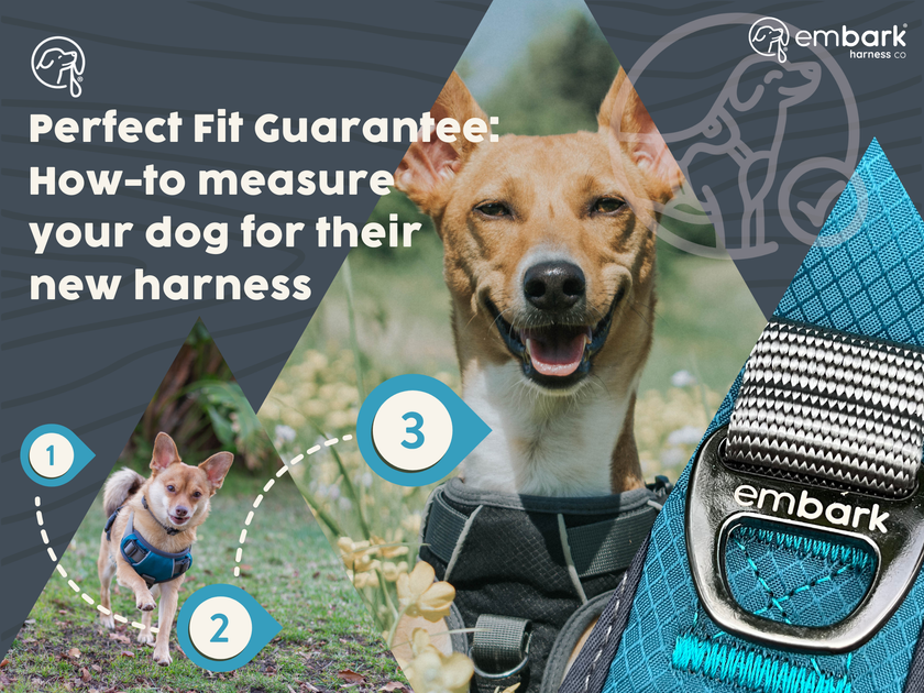 Embark Pets Blog – Embark Harness Co.