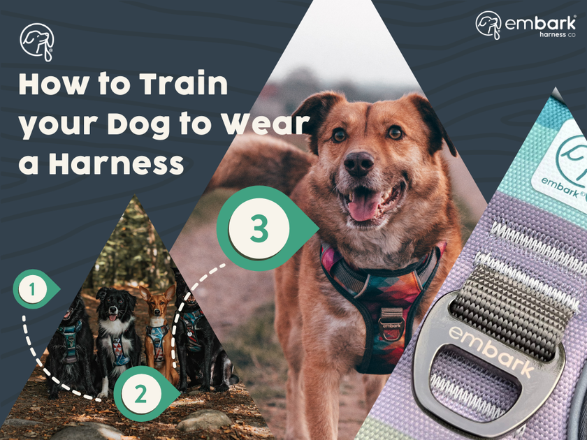Your Dog’s First Harness: Helping Your Pup Love Their New Harness ...