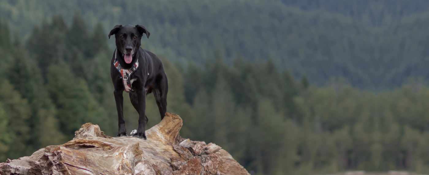 Shop Outdoor Dog Gear | Embark Pet Products – Embark Pets