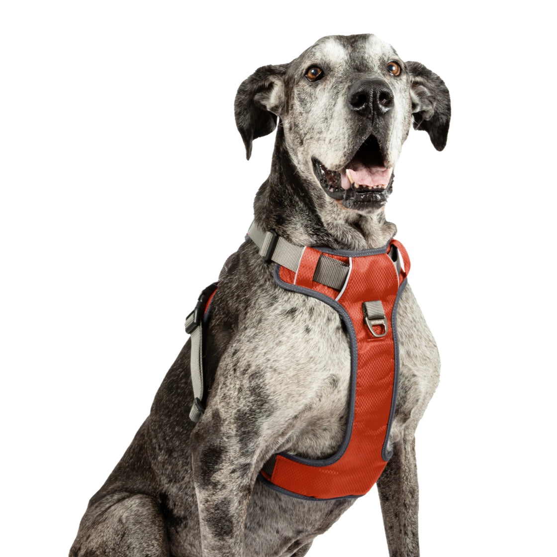 Shop Outdoor Dog Gear | Embark Pet Products – Embark Pets