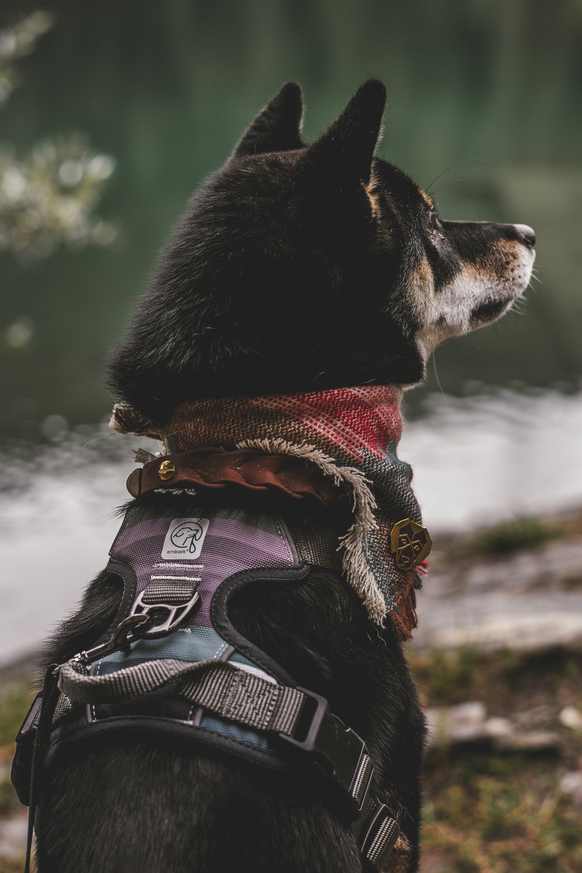 Shop Outdoor Dog Gear | Embark Pet Products – Embark Pets
