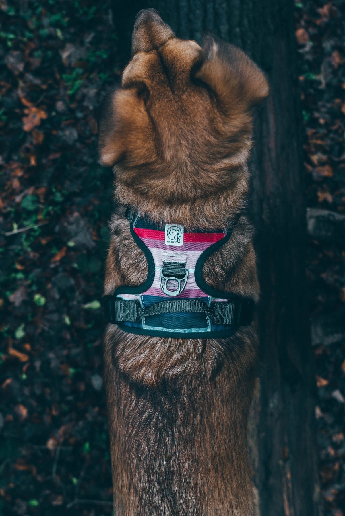 Shop Outdoor Dog Gear | Embark Pet Products – Embark Pets