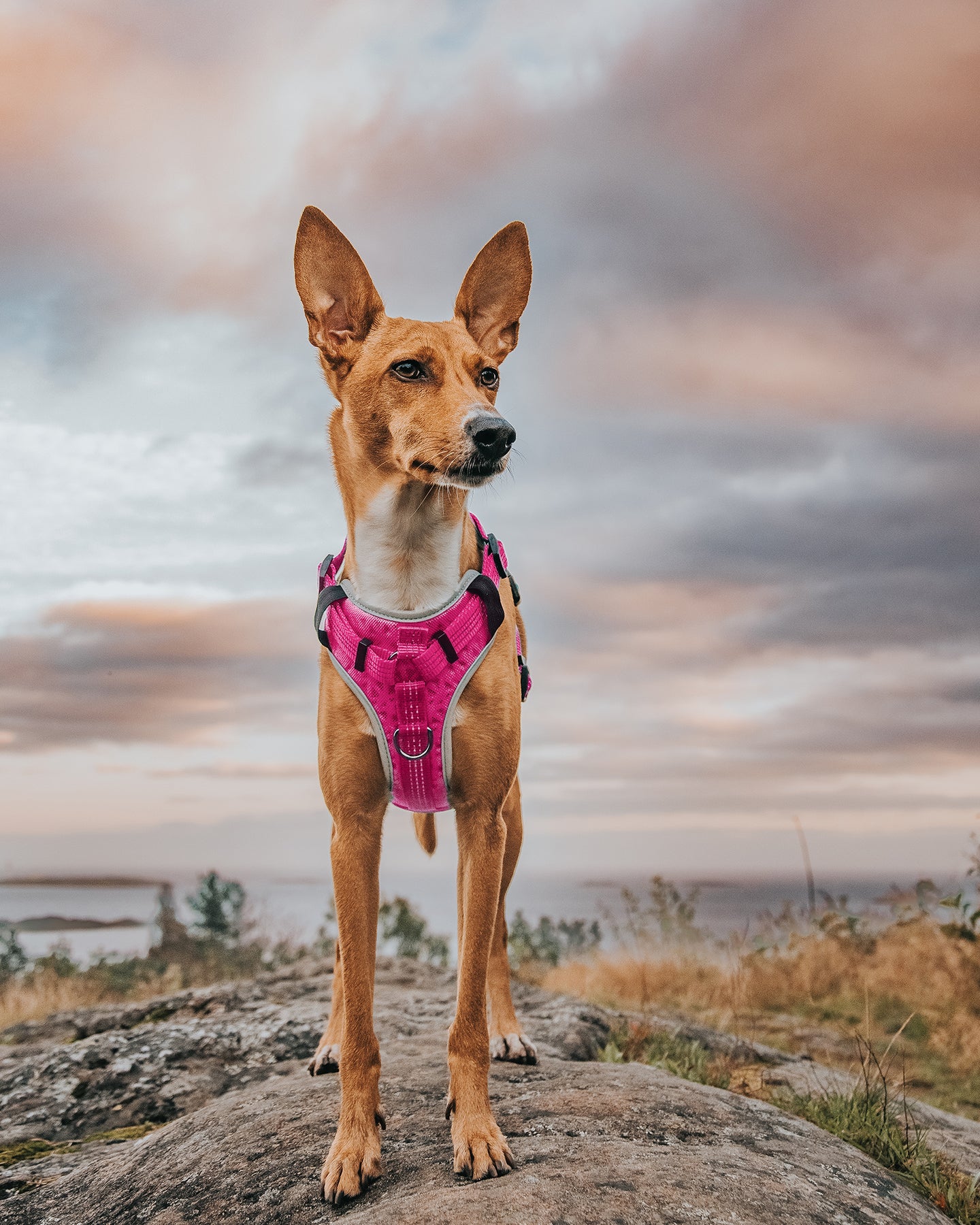 Harnesses – Embark Pets