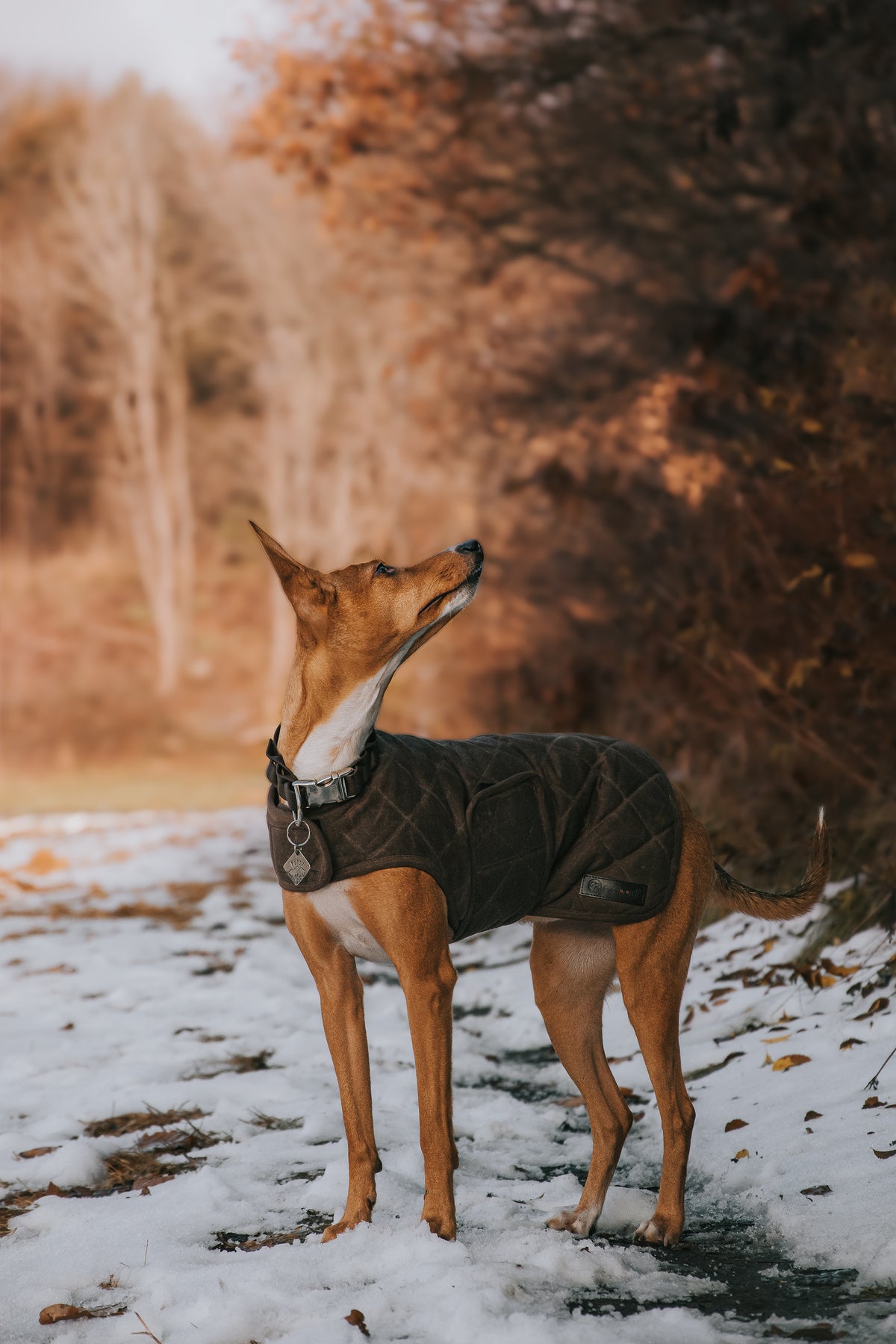 Jackets – Embark Pets