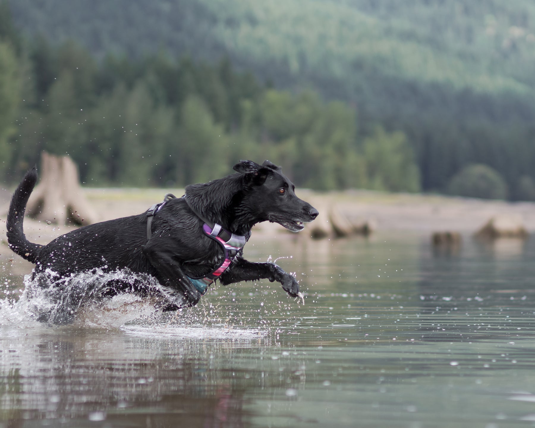 Shop Outdoor Dog Gear | Embark Pet Products – Embark Pets