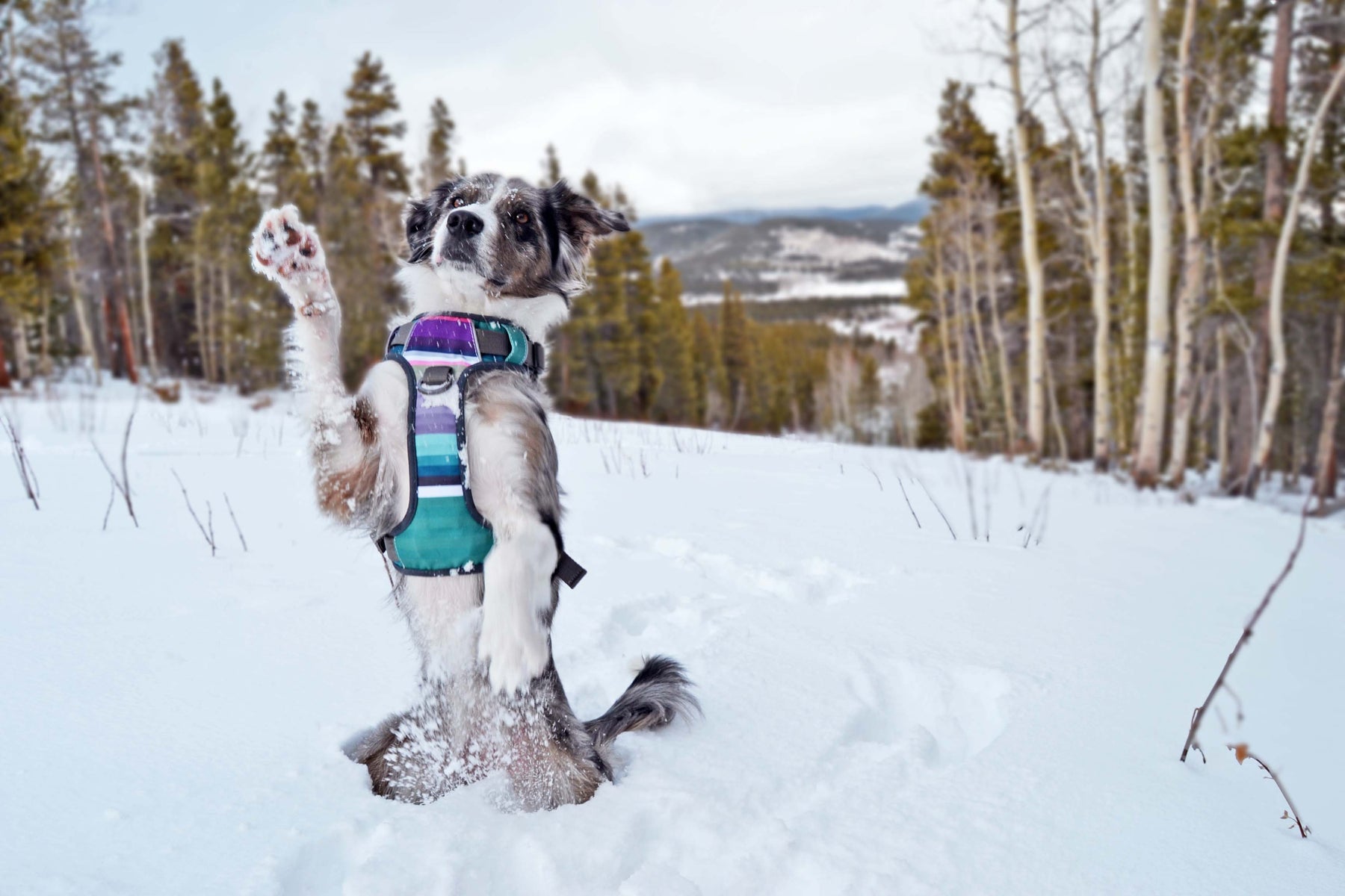 Shop Outdoor Dog Gear | Embark Pet Products – Embark Pets